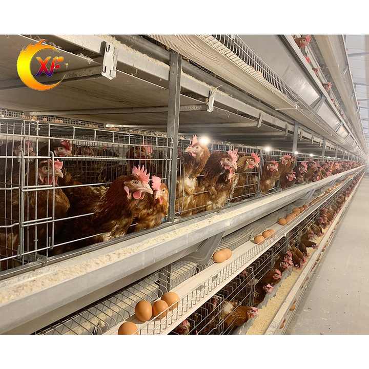 Full Automatic Poultry Farming Chicken Feeder Line H Type 3 - 8 Tier ...