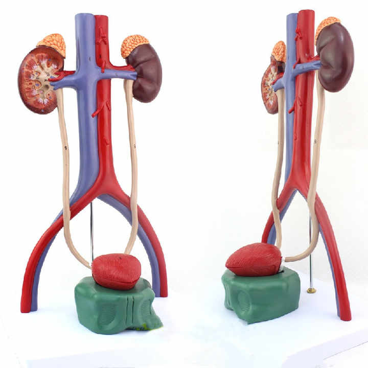 Anatomi Kandung Kemih - High Standard Urinary System Model