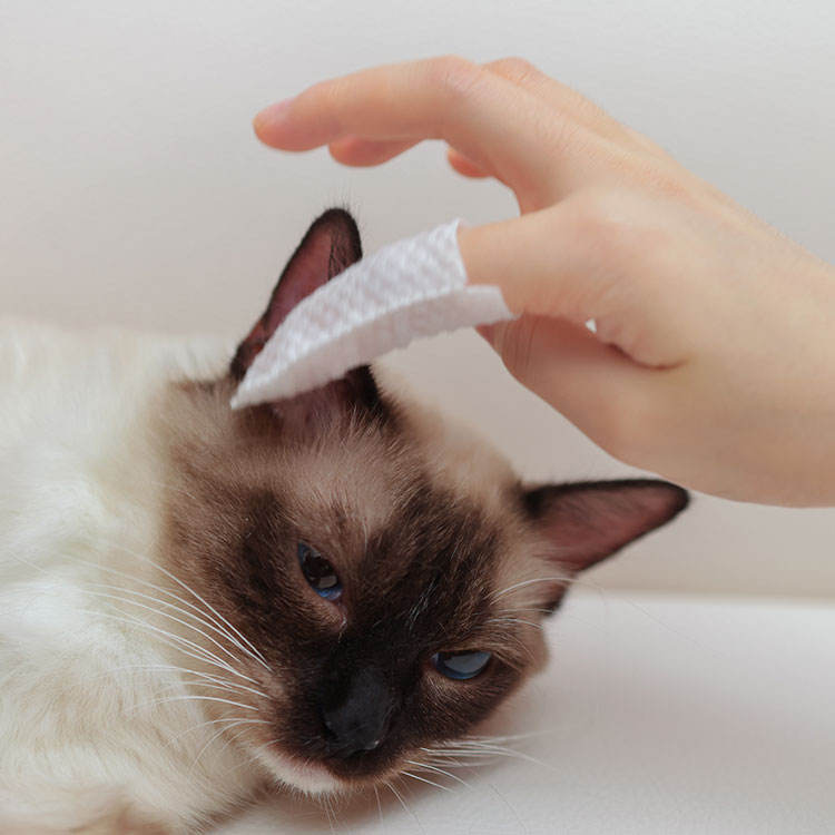 Disposable Pet Finger Wipes: Dental & Ear Cleaning, Alcohol-Free Aloe ...