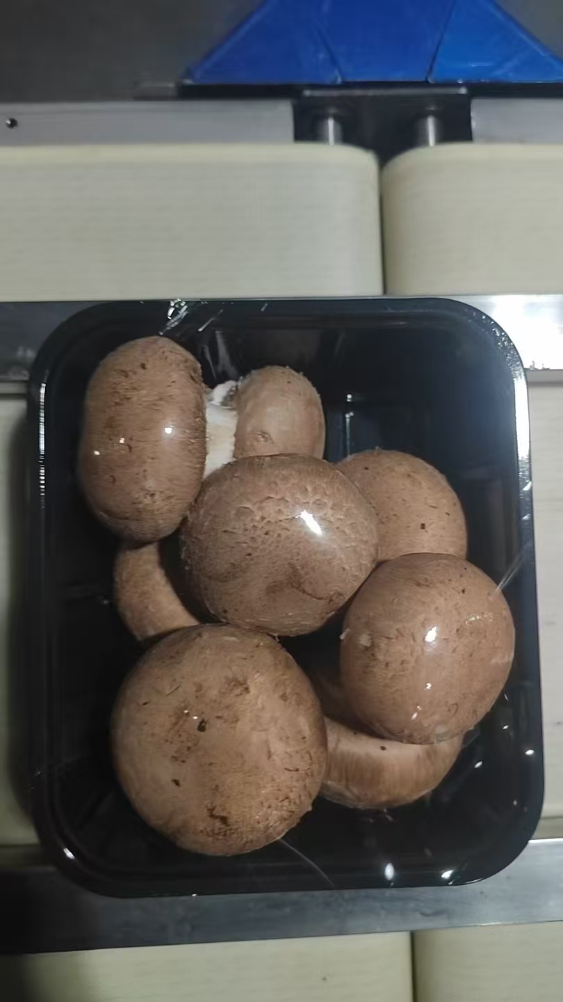 How to Choose the Best Mushroom Boxes 1 Up for Your Growing Needs