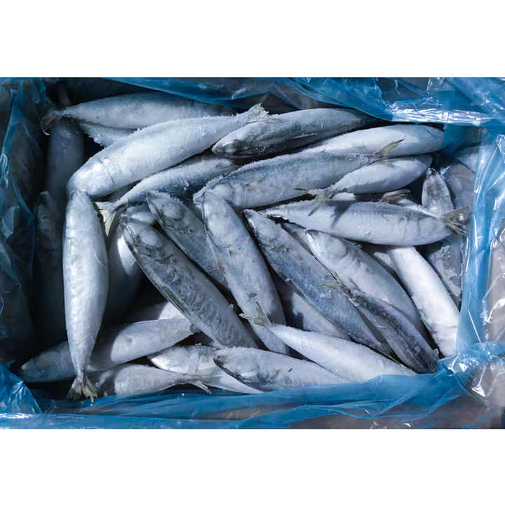 Fresh Seafood Pacific Mackerel Fish 400-600 Prices Whole Frozen Pacific ...