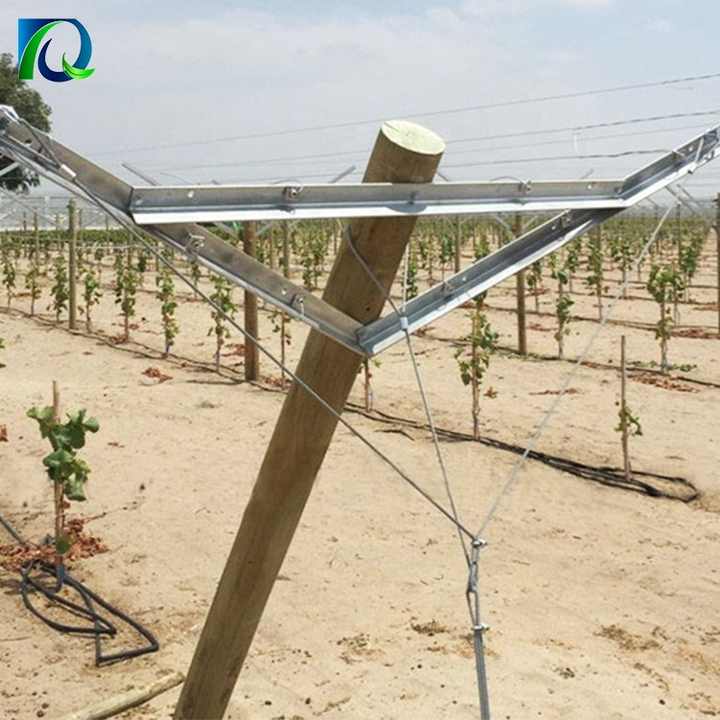 Vineyard Y Shaped Open Gable Trellis System Galvanized Steel Quality ...