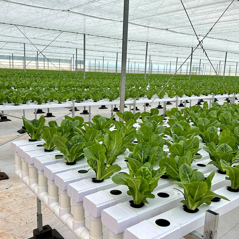 Sistemas de Cultivo Hidropónico con Tubos NFT Horizontales de PVC OEM ...