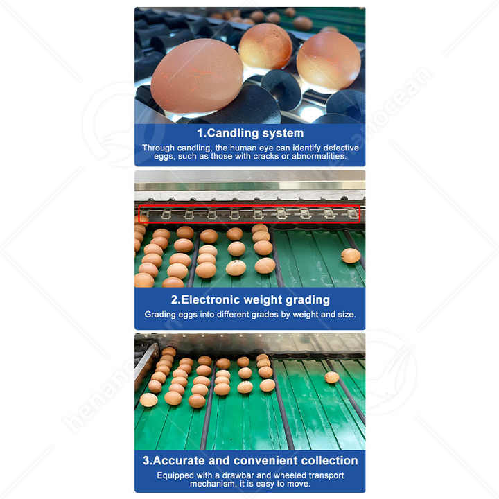 OCEAN Small Automatic Weight Size Sorting Chicken Egg Grading Machine ...