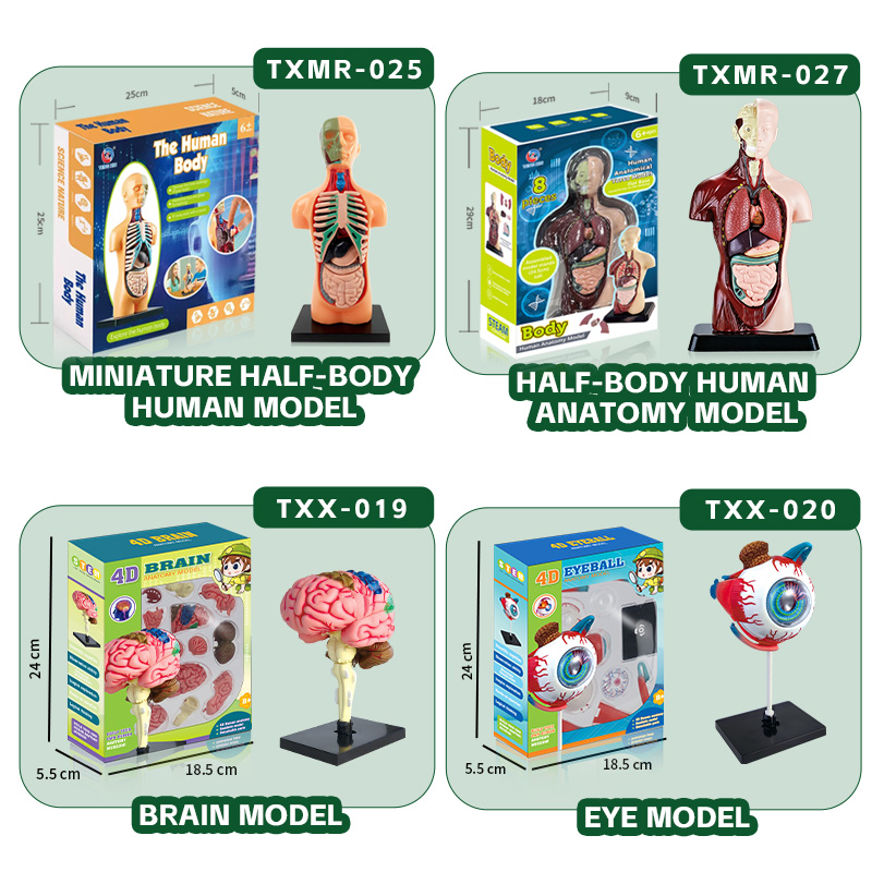 Science Models for Kids - Fun and Educational Toys
