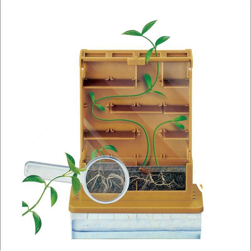 Kids Science Experiment Phototaxis Verification Growing Box