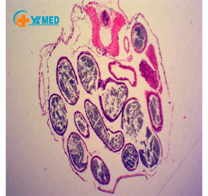 Histology Glass Microscope Slides for Medical Education