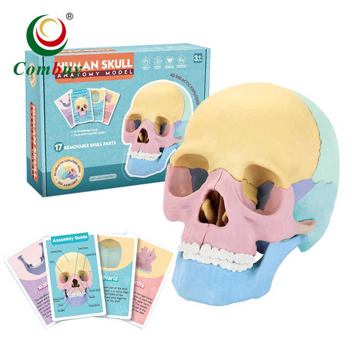 Medical Science Human Skull DIY Bone Model Toy Assembling Games ...