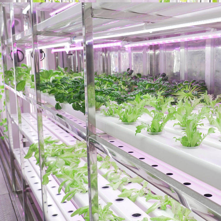 Vertical Farming & Hydroponic Systems for Efficient Growth