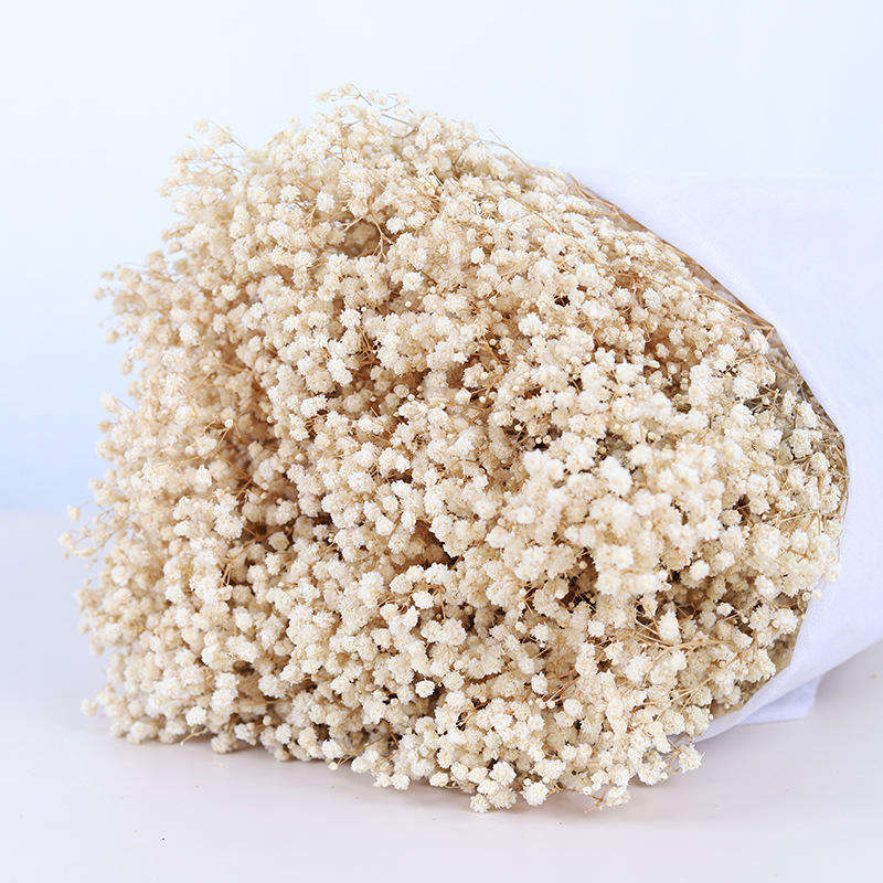 How to Choose Real Gypsophila Flower for Dried Arrangements & Decor