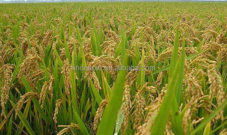 Automatic 2 Row Rice Planter Rice Planter Products from Zhengzhou ...