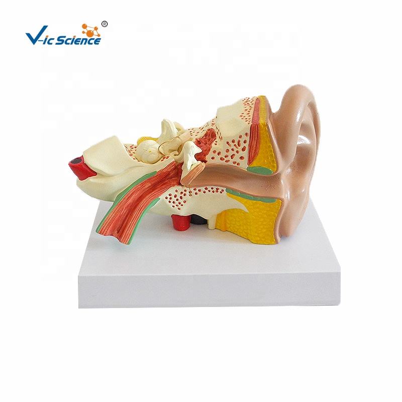 Human Ear Anatomy Model Ear Anatomical Model Human Ear Model| Alibaba.com