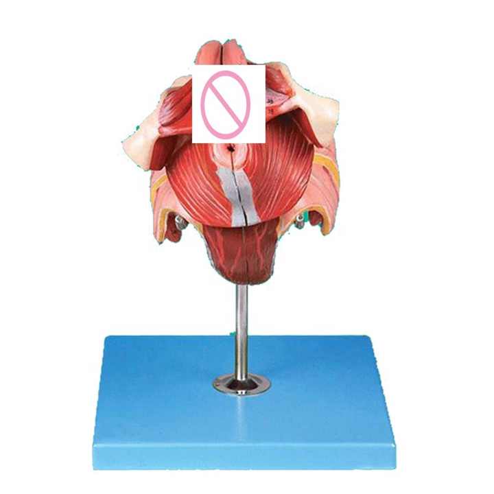 Female Perineum Anatomy Model - Detailed Educational Tool