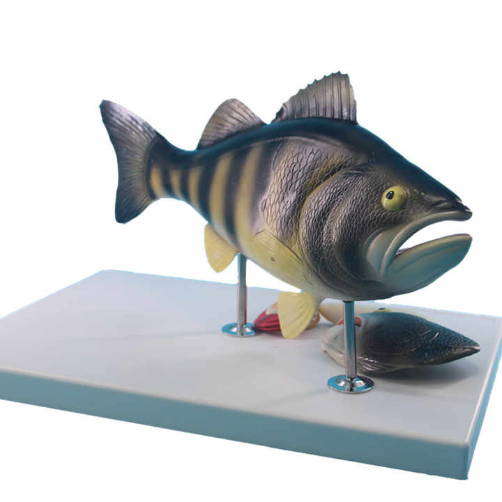 PVC Perch Model Anatomical Fish for Biology Training Educational ...