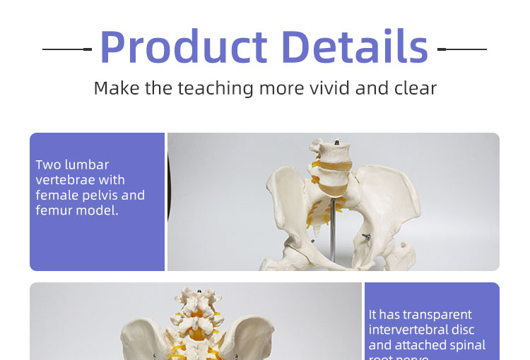 Pelvic Model Human PVC Life-size 2 Lumbar Vertebra Human Female Pelvis ...