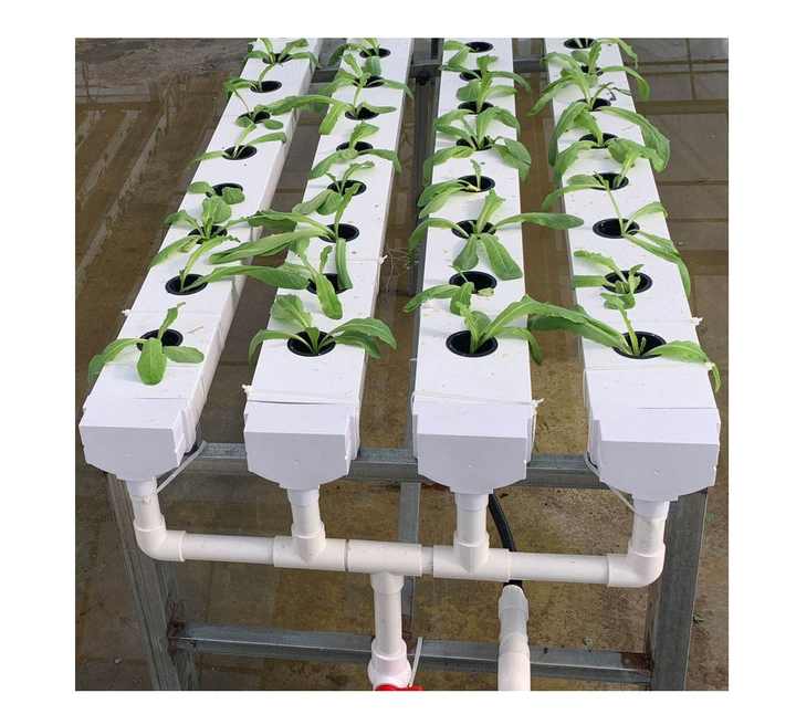 Efficient Hydroponic Systems for Commercial Plant Growth