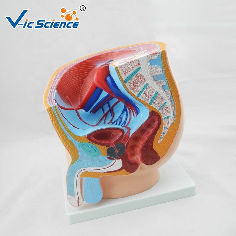 Human Male Pelvis Section (1 Part) Male Anatomical Model Human Body ...
