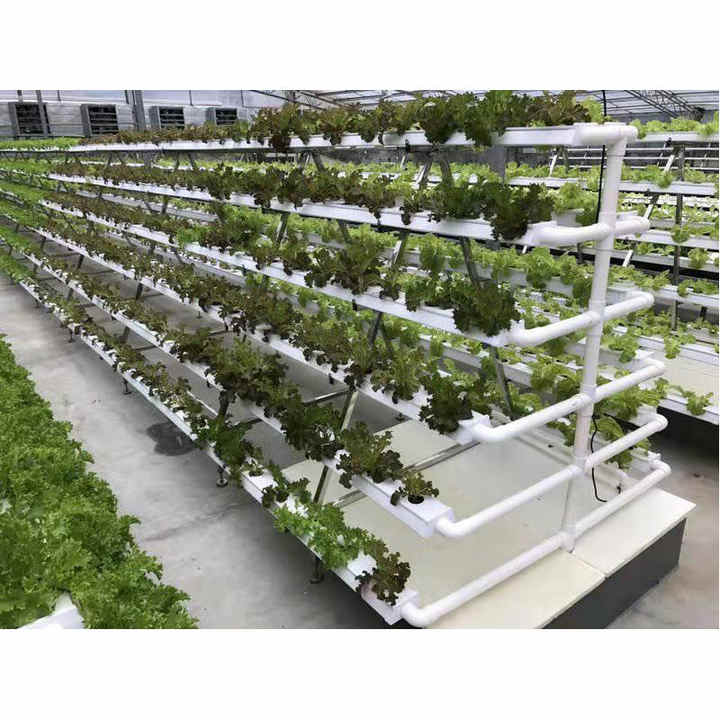 A frame PVC pipe vertical hydroponic system grow lettuce in greenhouse ...
