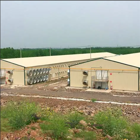 Poultry House Farming Laying Broiler Chicken Cage Steel Structure ...
