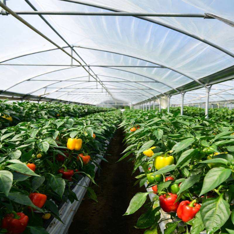Ldpe Transparent Polyethylene Film Vegetables Growing Agricultural ...