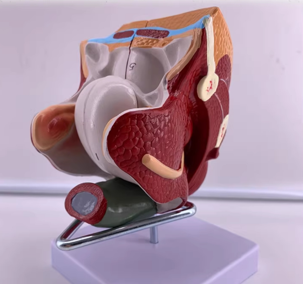 Detachable Female Reproductive System Anatomical Model
