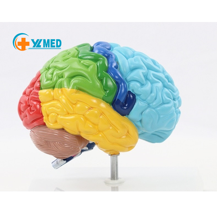 Medical Teaching the Anatomy of Human Brain Model in Human Life-size ...