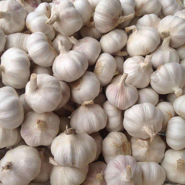 New Season Best Selling Superior Quality High Nutritious Vegetable ...