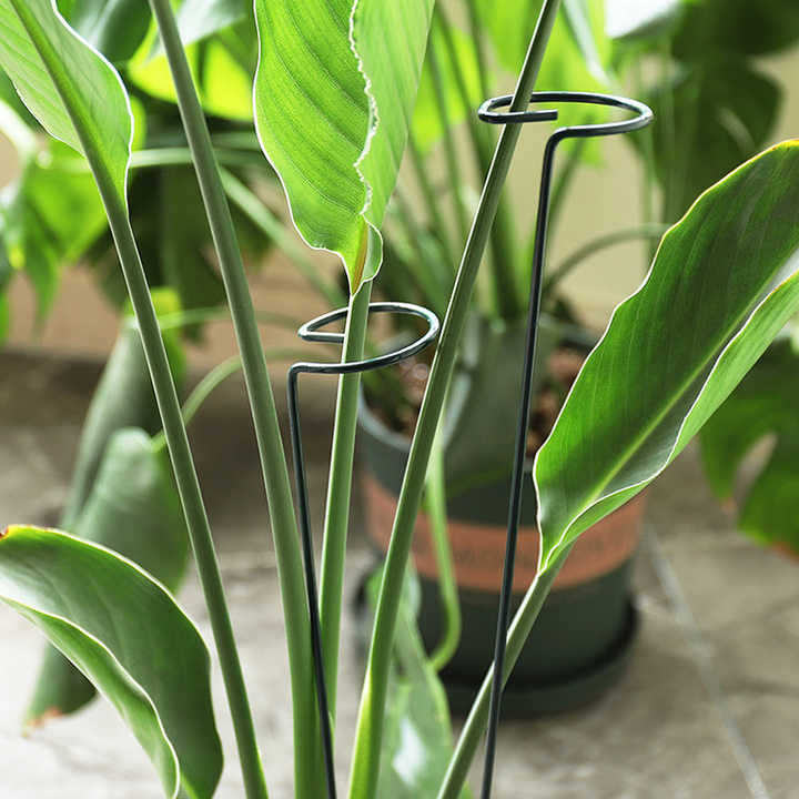 30cm Plants Support Iron Garden Trellis Rust Free Vine Plant Metal ...