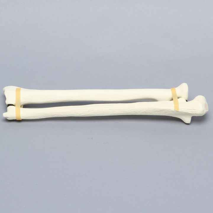 Kyrenmed Sawbones Foam Ulna and Radius Model for Training
