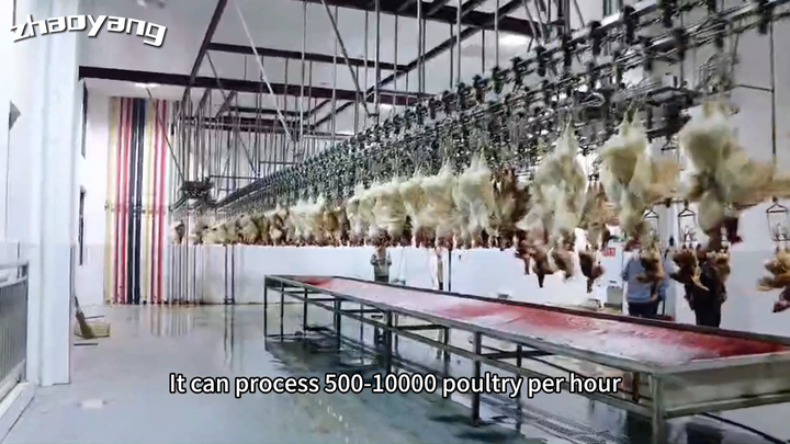 matadouro automático pequeno para matadouro de aves de frango usado ...