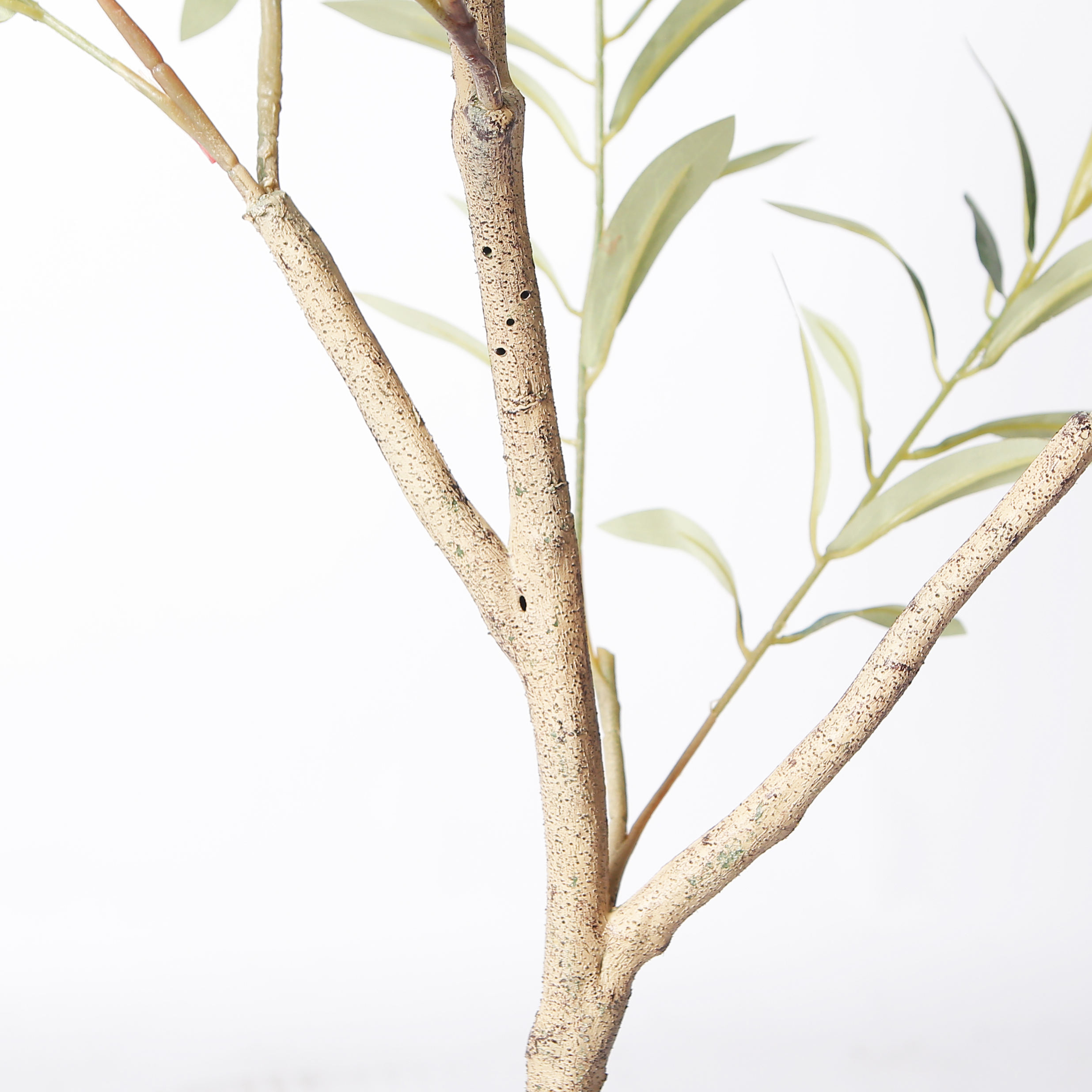 How to Choose the Seeds of the Olive Tree: A Complete Buying Guide