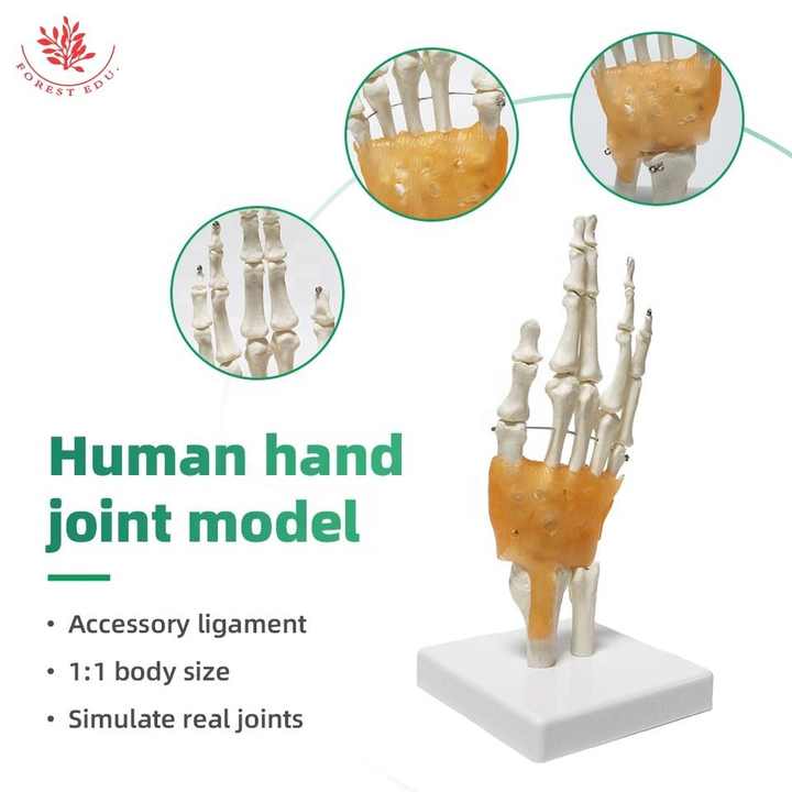 Hand Joint Model With Yellow Ligament Human 3D Life-size Medical ...