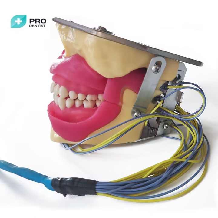 Factory Dental Head Model Teaching Dental Simulator Training Model for ...