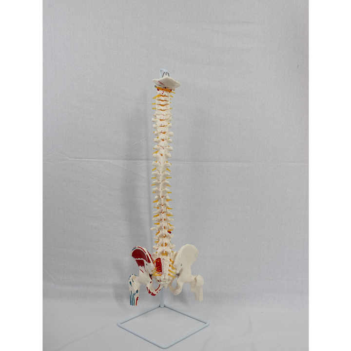 Hanging Human Vertebrae Column Spine Model Life Size Anatomical Spine ...