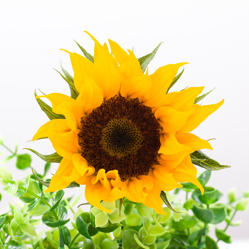 How to Choose the Best Sunflower Flower for Your Garden or Home Decor