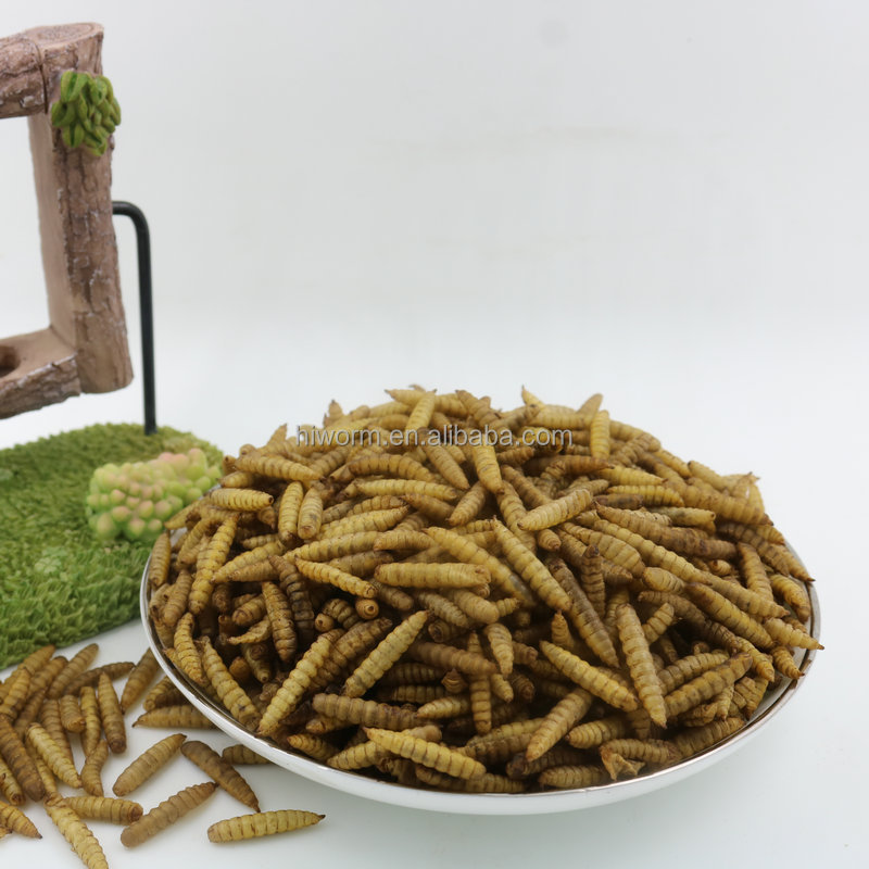 Dried Larvae - High Protein Bird & Pet Feed 10kg