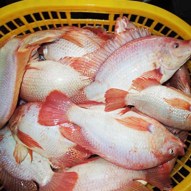 Seafood Fresh Frozen Red Tilapia Fish - Nutritious & Low-fat