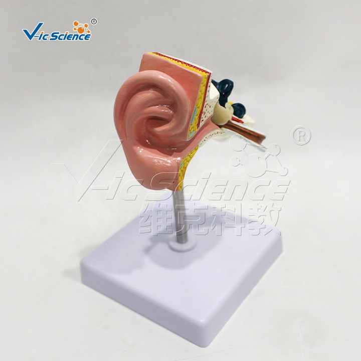 Ear Model Education Human Body Organ Model of Body Organs Human ...