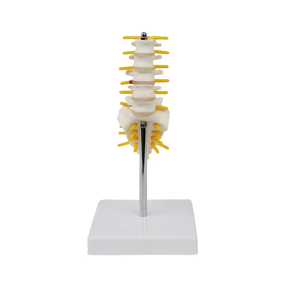 Medium-Sized Lumbar Spine Model Lumbar Vertebrae Include Sacrum ...