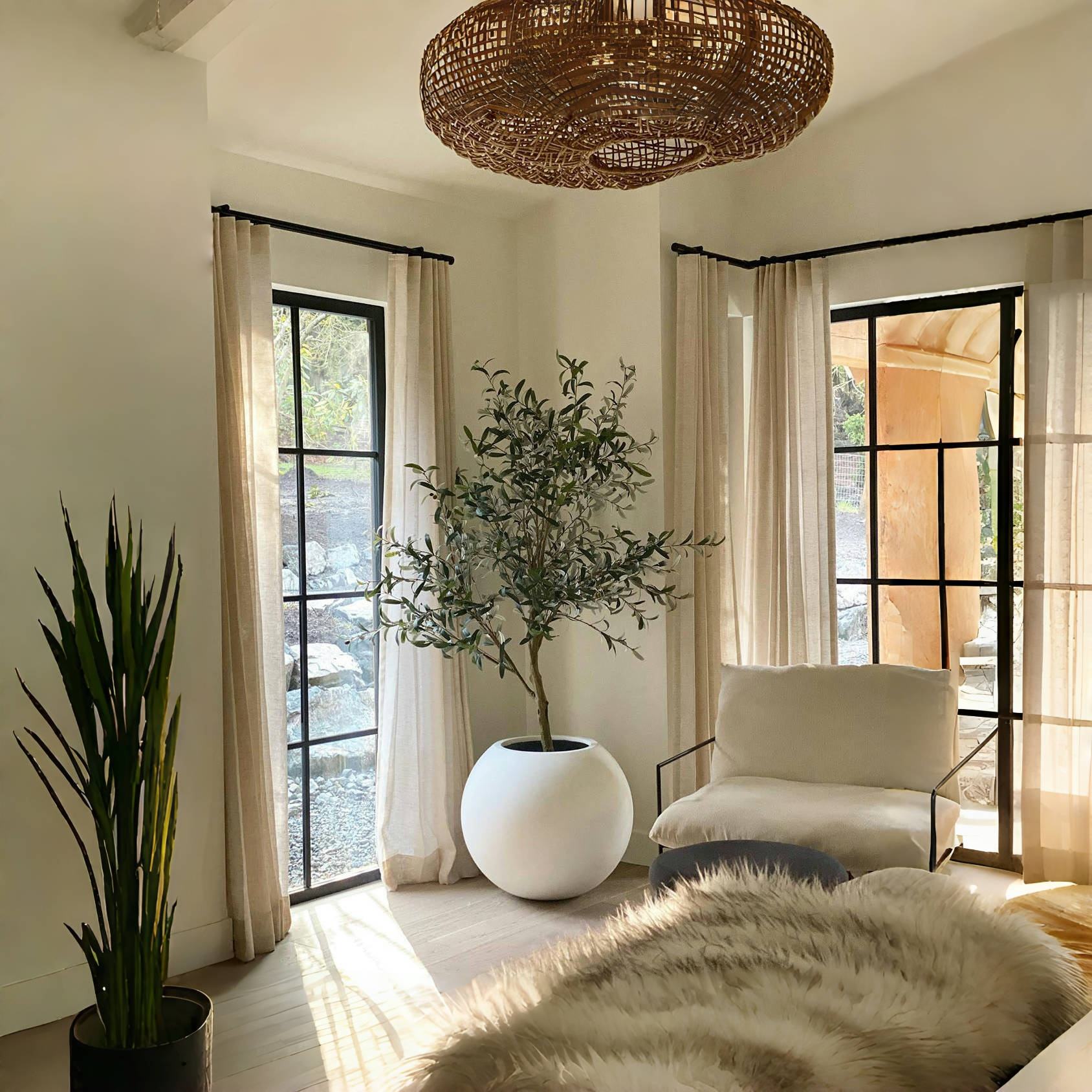 How to Choose the Best 8 Foot Olive Tree for Your Space