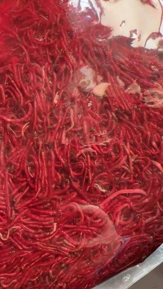 Frozen Red Worms - Premium Bloodworms for Fish Aquariums