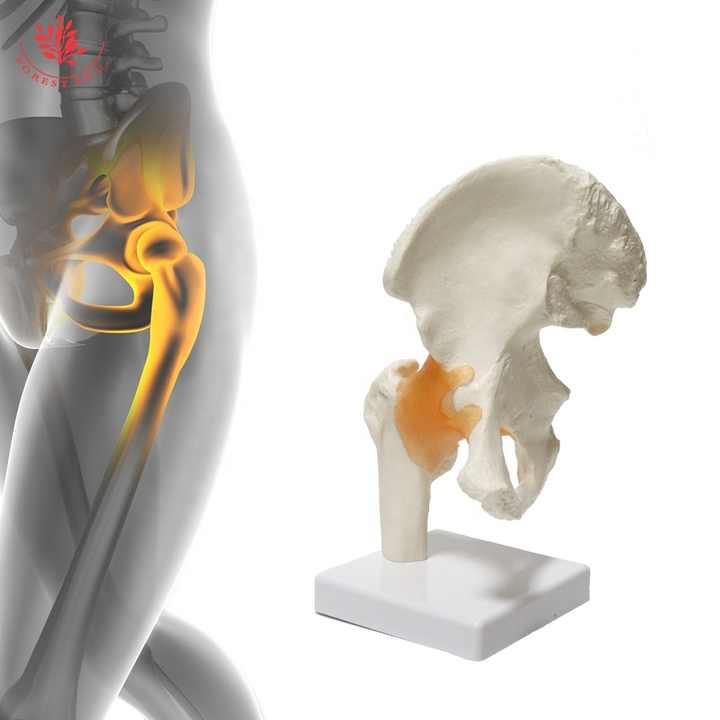 Hip Joint FRT028 Life Size Include Ligament Classroom Education ...