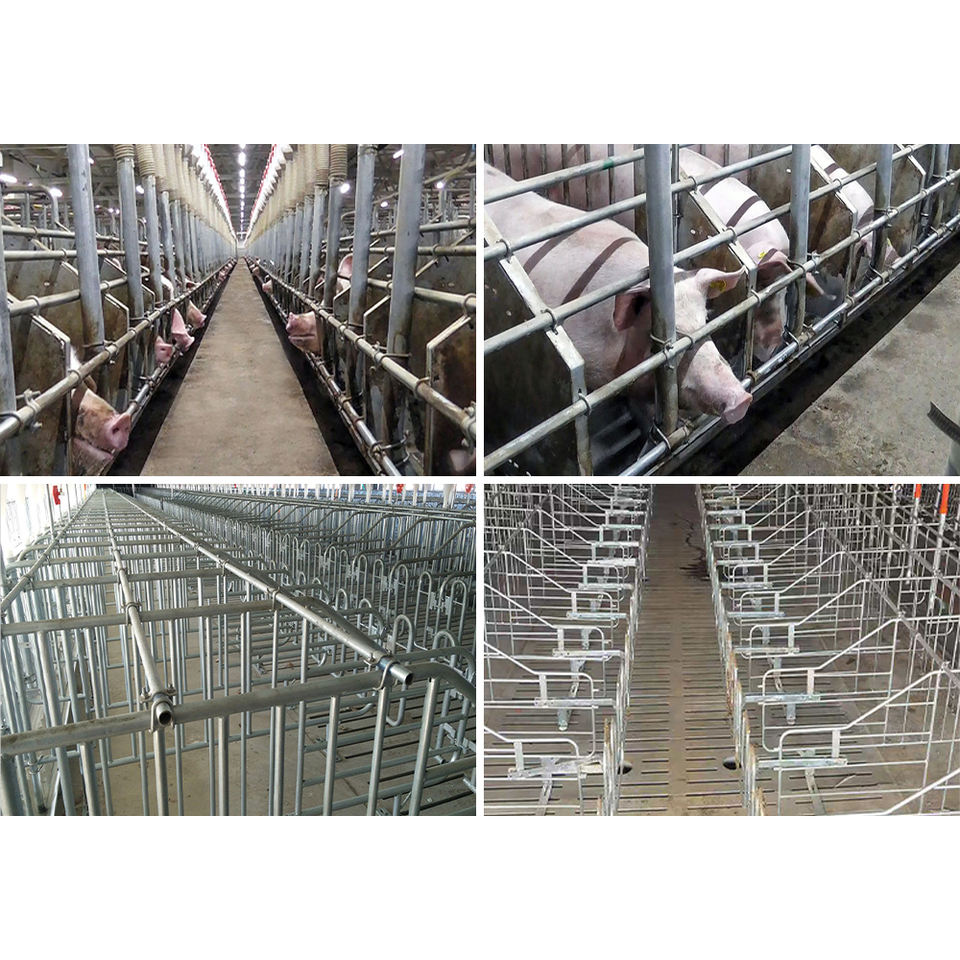 Pigs Farm Equipment Food for Pigs Gestating Cage Pig Farm Gestation ...
