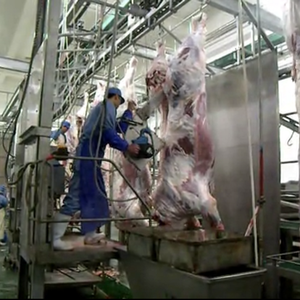 Find High-End Carcass Splitting Machine For All Business Types ...