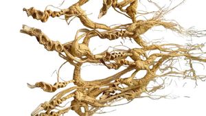Harga Ginseng Liar - Kualitas Tinggi & Tersedia Grosir
