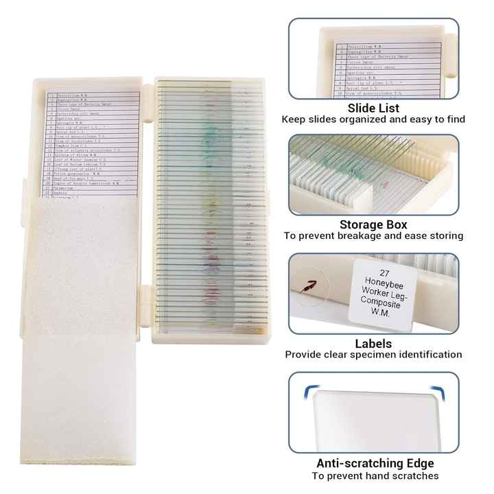 Human Histology Slide Hard Bone of Human T.S.(thionin-picric Acid ...