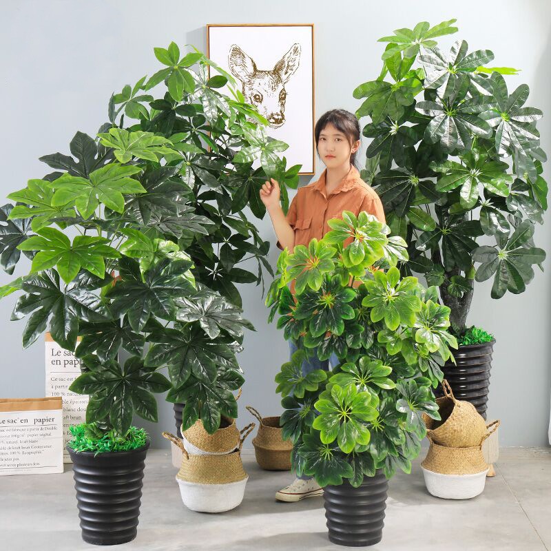 Whole japanese money tree plant Can Make Any Space Beautiful and Vibrant Alibaba