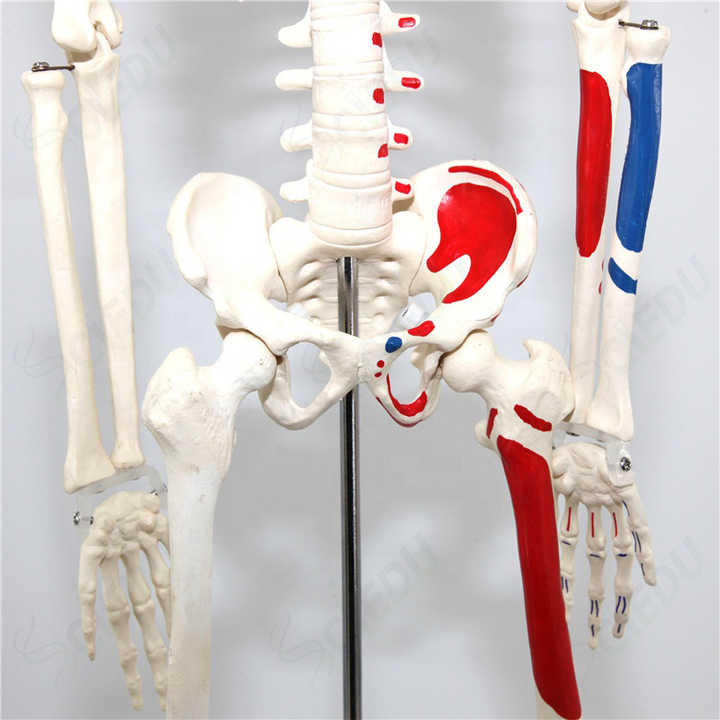 Medical Anatomy Human Skeleton Model 85cm Human Anatomical Skeleton 3D ...