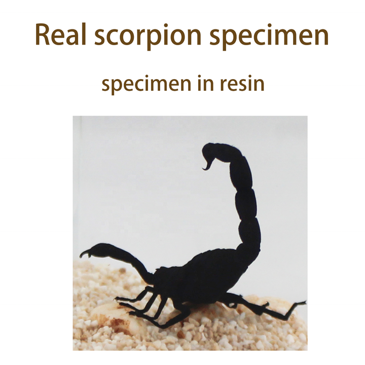 Epoxy Real Insects in Resin - Wholesale Taxidermy Gifts