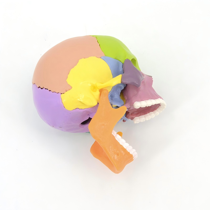 4D Human Skeleton Model Skull Cap with 15 Detachable PVC Parts Medical ...